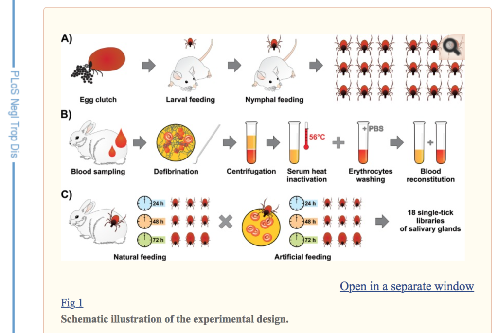Schematic illustration of the experimental design in tick research ... Schematic illustration of the experimental design in tick research ...